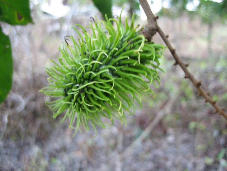 LAMAN-SERi : MeNCaRi KeReDHaaN-MU: Rambutan