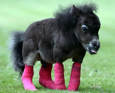 Blog do M@rcondes: Mini ponei necessita de cirurgia para continuar vivendo