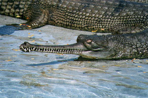 Gharial