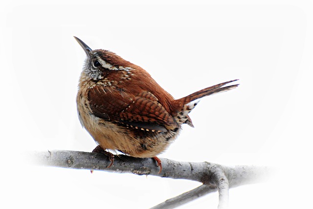 Dawn Marie Hamilton Writes: The Wren, the Wren, the King of all Birds