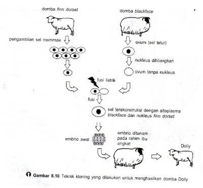 Kloning | Bukan Sekedar Materi