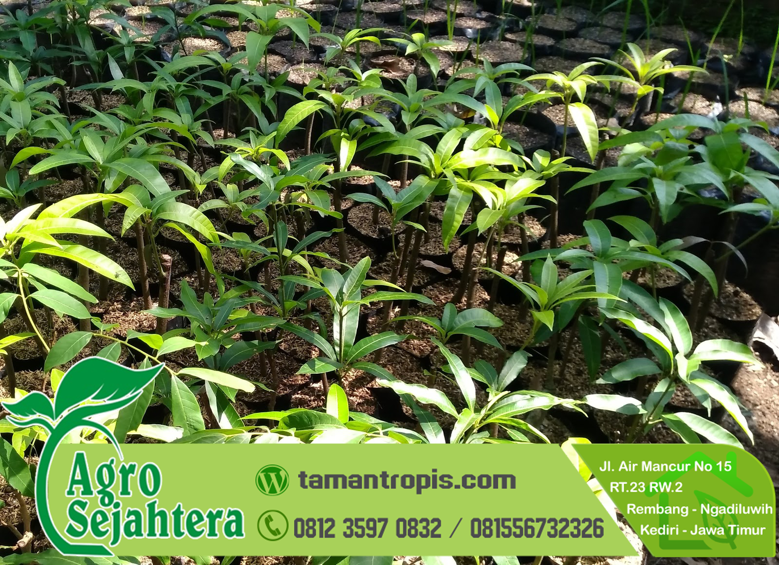 Bibit Mangga Budi Raja