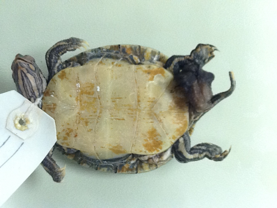 Biology of the Reptilia: Reptiles lab 2 - Turtles (Thompson & Serna)