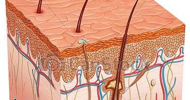 Systems of...: 5.- Immune System - Organs And Functions