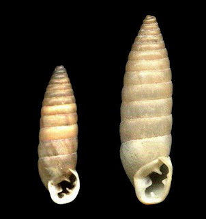 Moluscos terrestres de Argentina: Spixia sp2