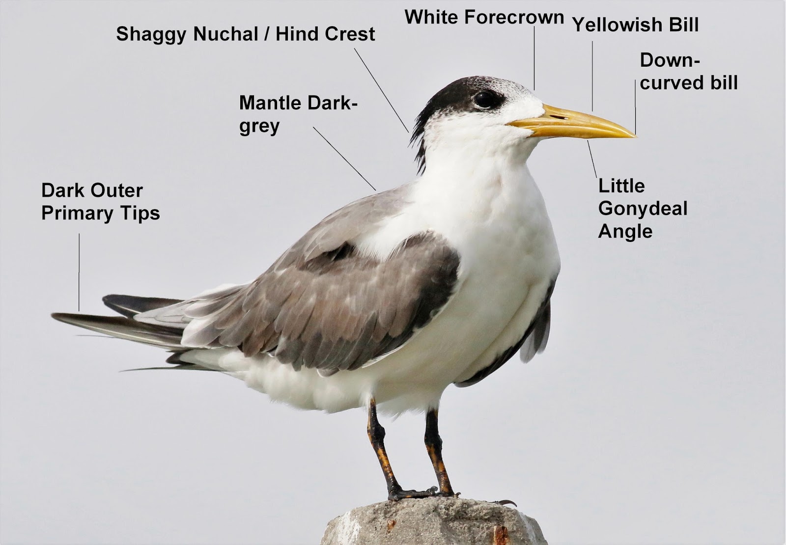 Ron-Nature-Adventures: Great Crested Tern (Thalasseus bergii)