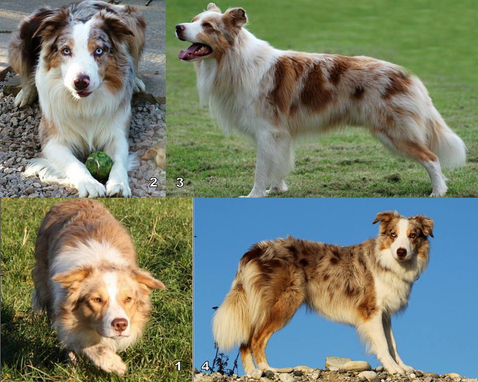 Border Collies - História e Genética: Cores