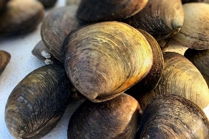 Bad bivalve blues | dead-hungry