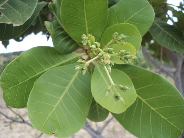 FRUTAS BRASIL: Botânica do cajueiro