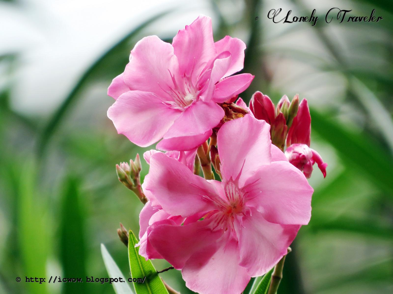 Oleander flower - Nerium oleander