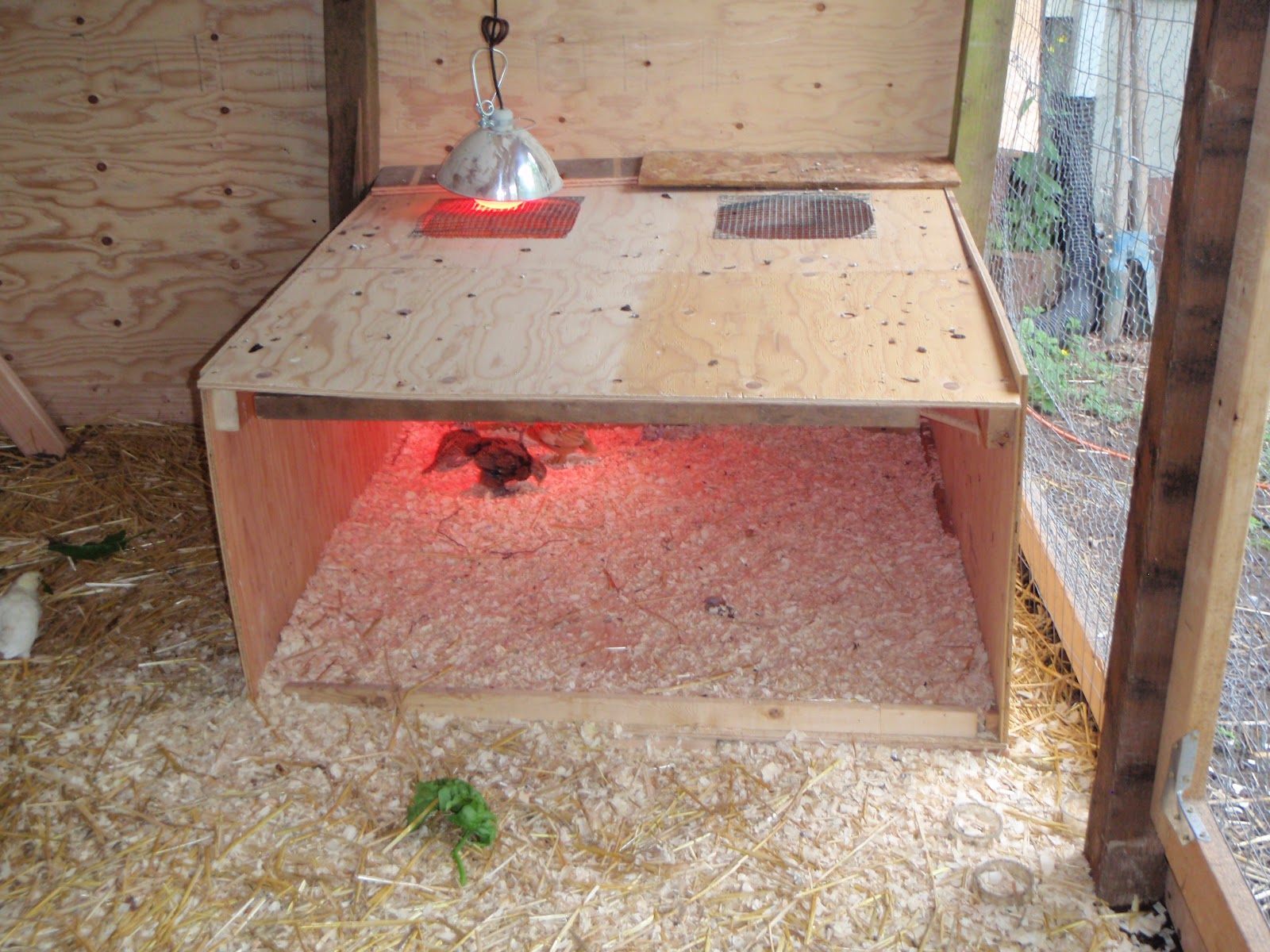 Pheasants and Chickens