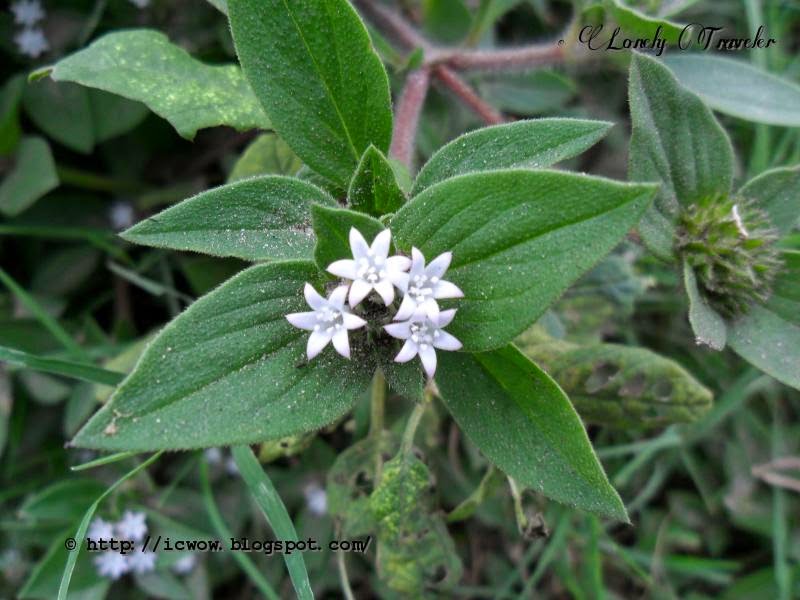 Brazilian Pusley - Richardia brasiliensis