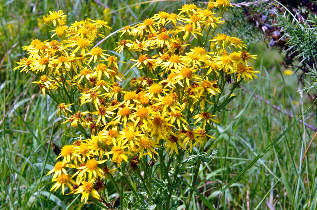 North Fife: Ragwort