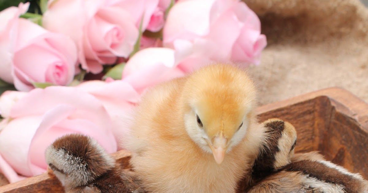 A Sprig of Lavender: Baby Chicks