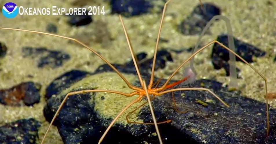 The Echinoblog: A panoply of Pycnogonid (sea spider) biology from the ...