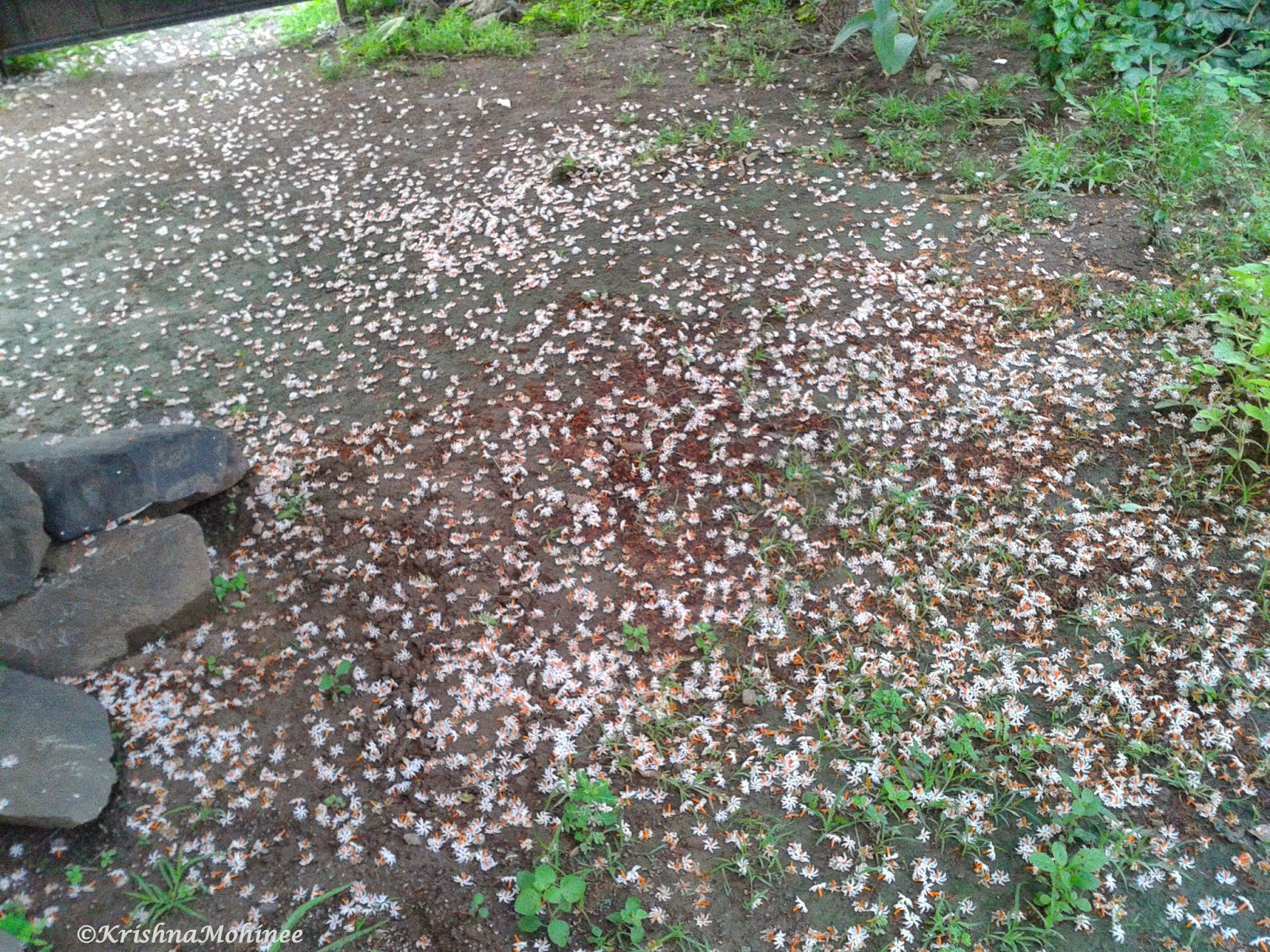 Heavenly Parijat Flowers