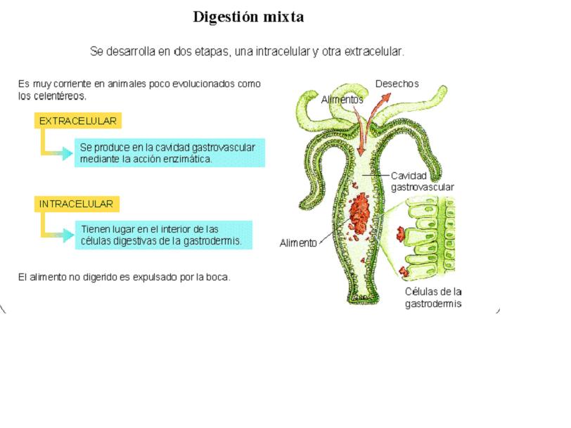 Las funciones de los seres vivos: Tema10: El Procesamiento de los ...