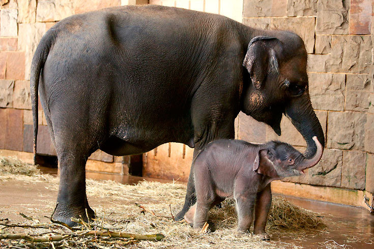 Science: Animals that give birth to their young