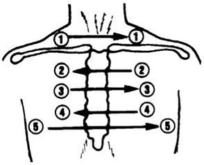 Pemeriksaan Fisik Thorax (Paru dan Jantung) ~ Blog Artikel Kesehatan