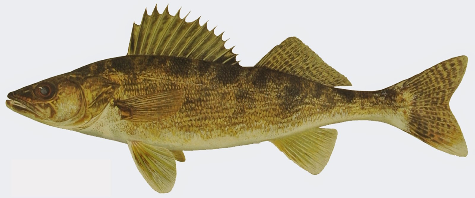 Take it Outside: Fish Iowa!: Iowa Fish Species – Perch Family