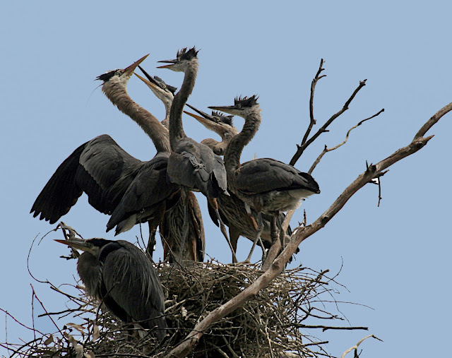 Bellas Aves de El Salvador: Ardea herodias (garza ceniza o azulada ...