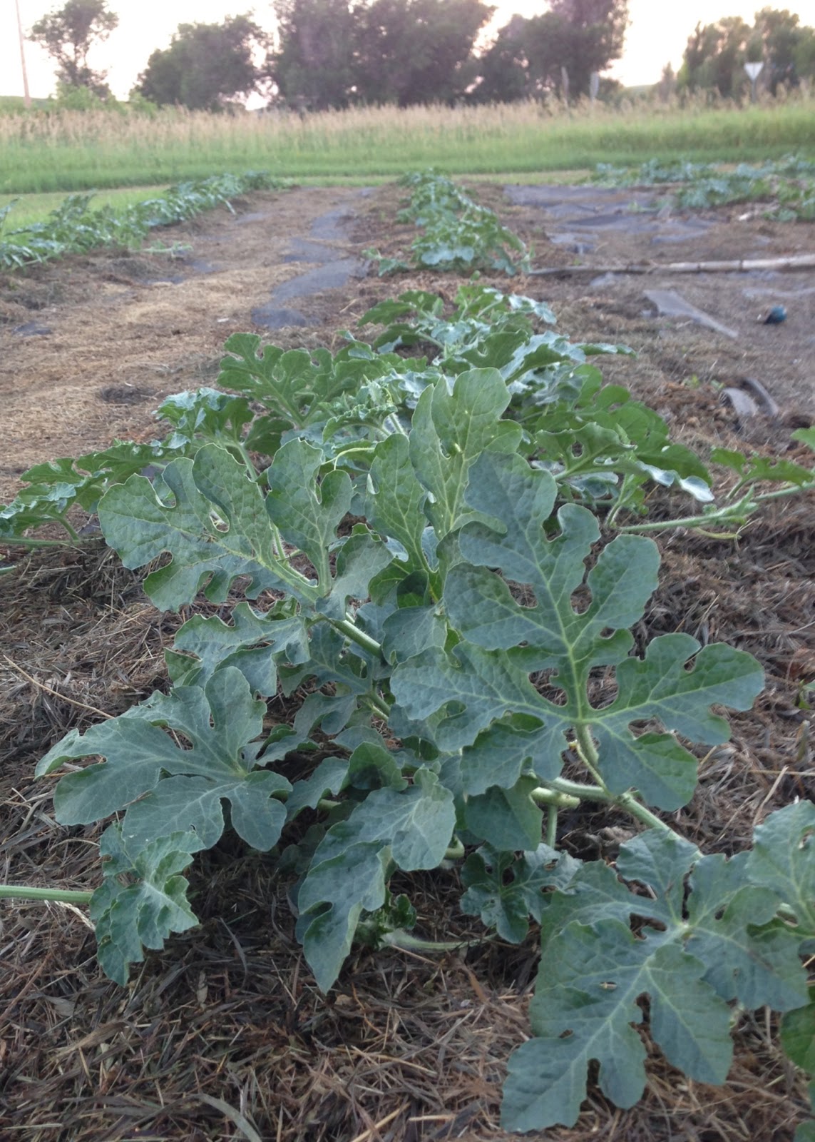 Medicine Gardens Diary: Update: Desert King Watermelon and Squash 7/8/13