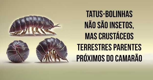 BIBOCA AMBIENTAL : TATU BOLINHA