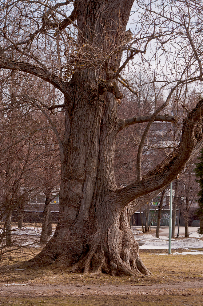 Tiitsailua: Suomen suurin puu