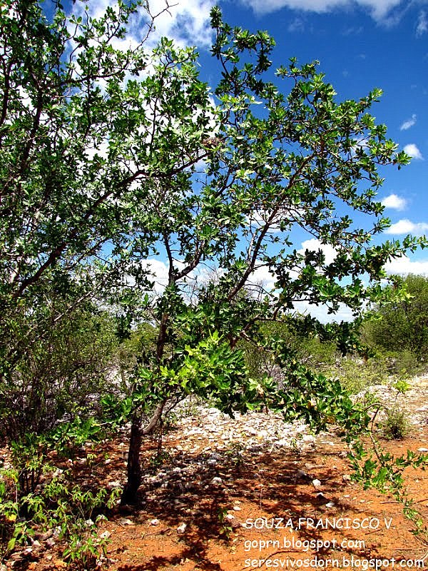 FAUNA E FLORA DO RN: Favela(Cnidoscolus quercifolius Pohl.) ; Flora do RN