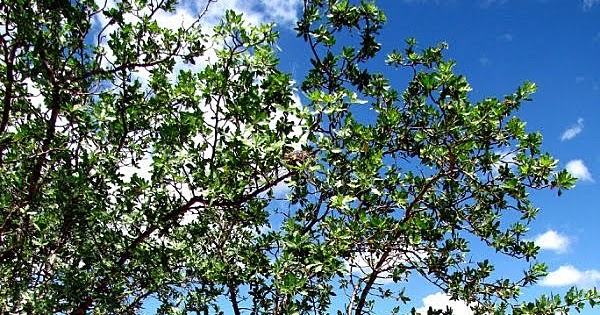 FAUNA E FLORA DO RN: Favela(Cnidoscolus quercifolius Pohl.) ; Flora do RN