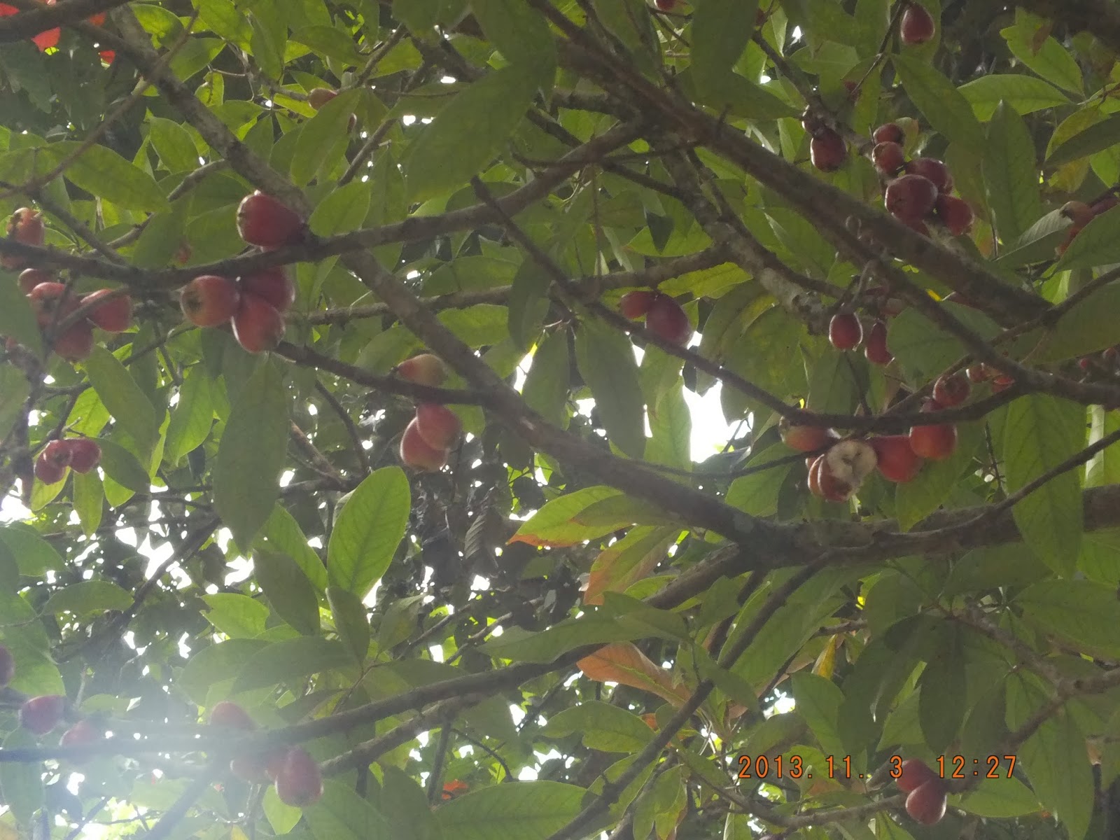 Photography with Dr. Ernie.: Macopa [syzgium malacenssis] tree in Boro ...