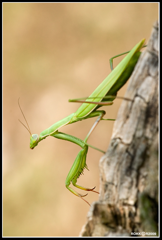 MACROEXPERIENCE: MANTIDI