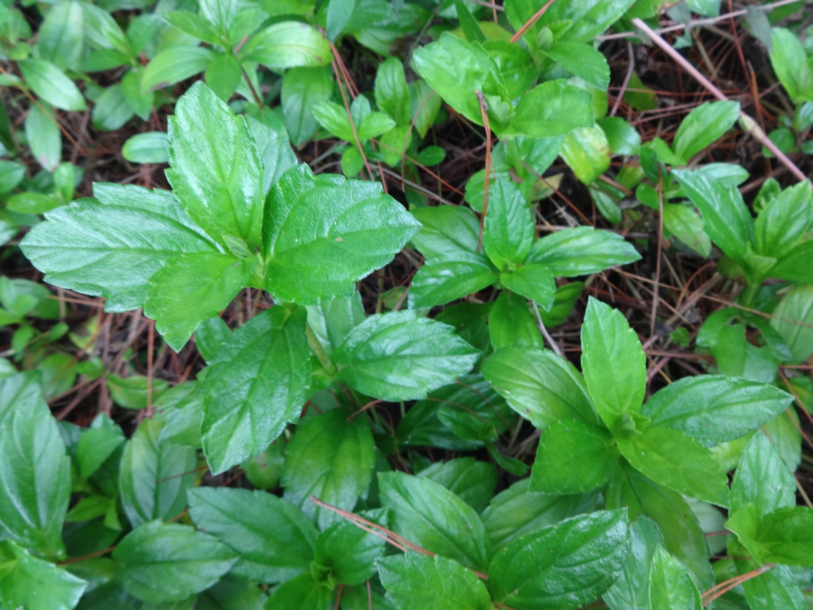Herbs from Distant Lands: Wedelia - Wedelia chinensis - trilobata ...