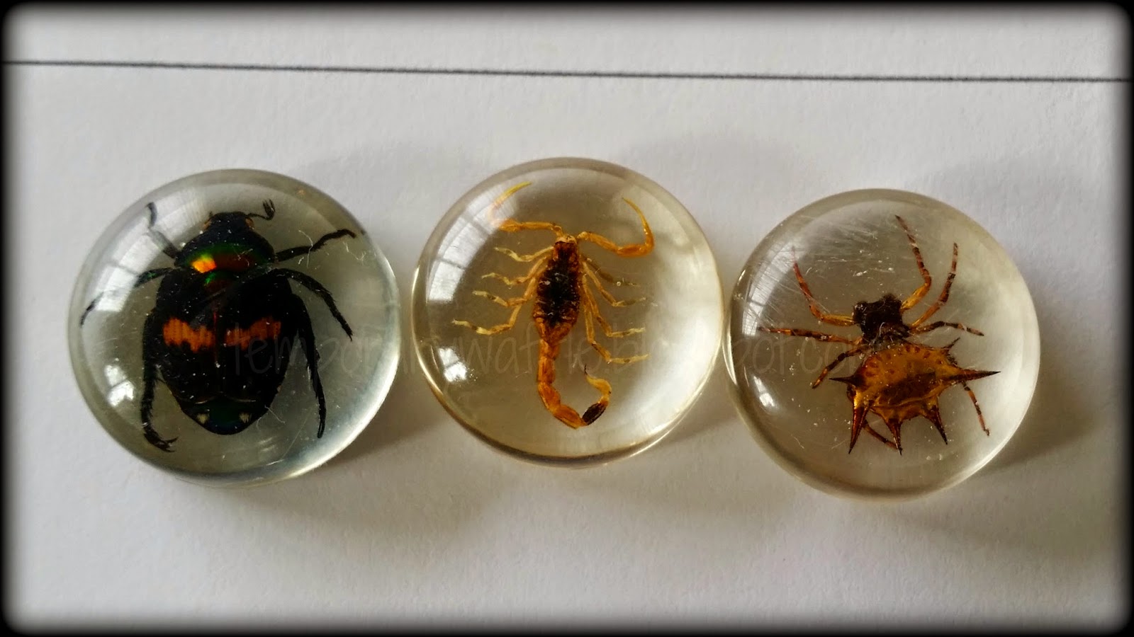 Temporary Waffle: The Real Bug Dig Out Science Insect Excavation Kit