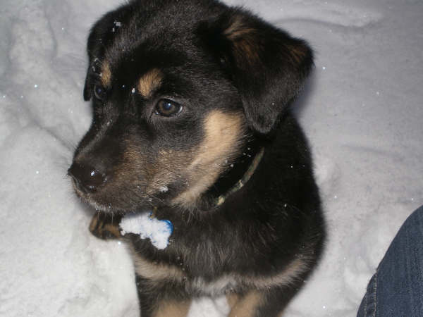 German Shepherd Labrador Retriever | Dog German Shepherds