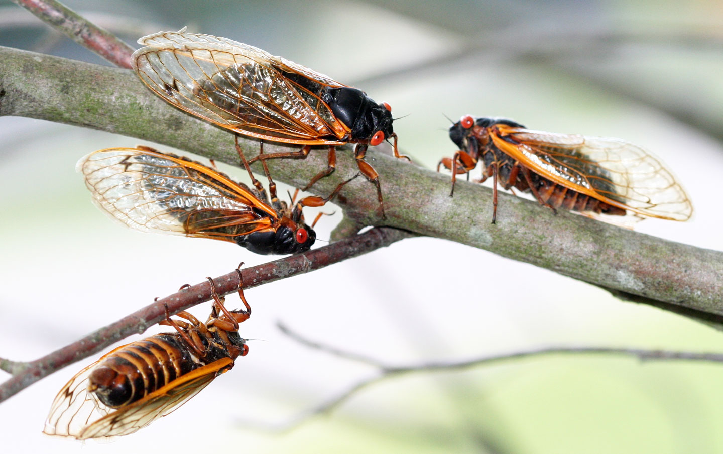 Long Island Cicadas