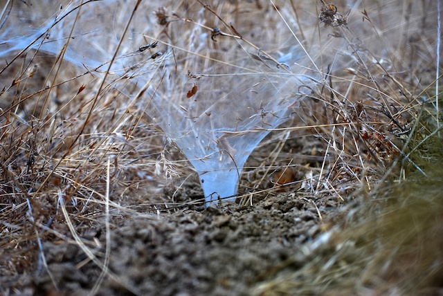 Dipper Ranch: Animals Anticipating Autumn