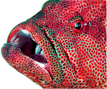 Akvaryum Balıkları.: Cephalopholis cruentata,Graysby grouper ...