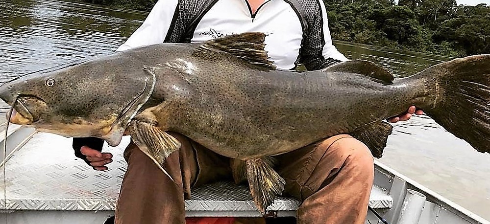 SABOR DE PESCA: WANT TO FISH BIG FISH COME TO BRAZIL - THE AMAZON IS ...