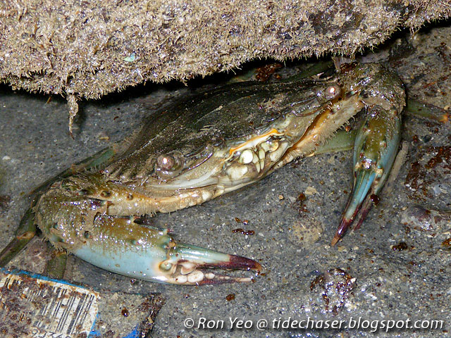 tHE tiDE cHAsER: Swimming Crabs (Phylum Arthropoda: Family Portunidae ...