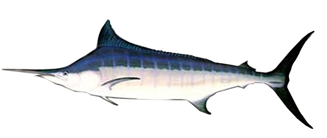 MARLIN AZUL ( Makaira nigricans )