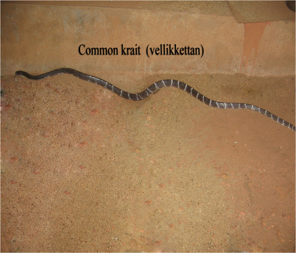 Dentistry and Medicine: Snake Bites Types,Diagnosis and Management ...