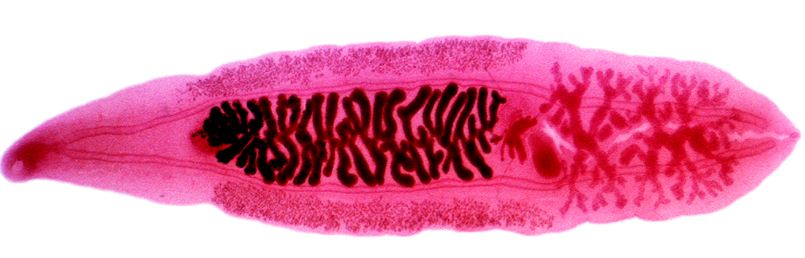 Cacing pipih yang hidup bebas di alam bebas adalah....