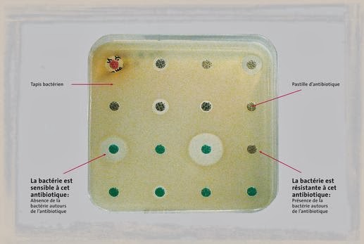 Actualités Scientifiques - Médicales: Résistance aux antibiotiques ...