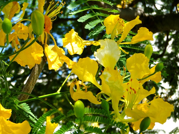 Reynolds Renditions : Flowering Trees In Hawaii (Photos)