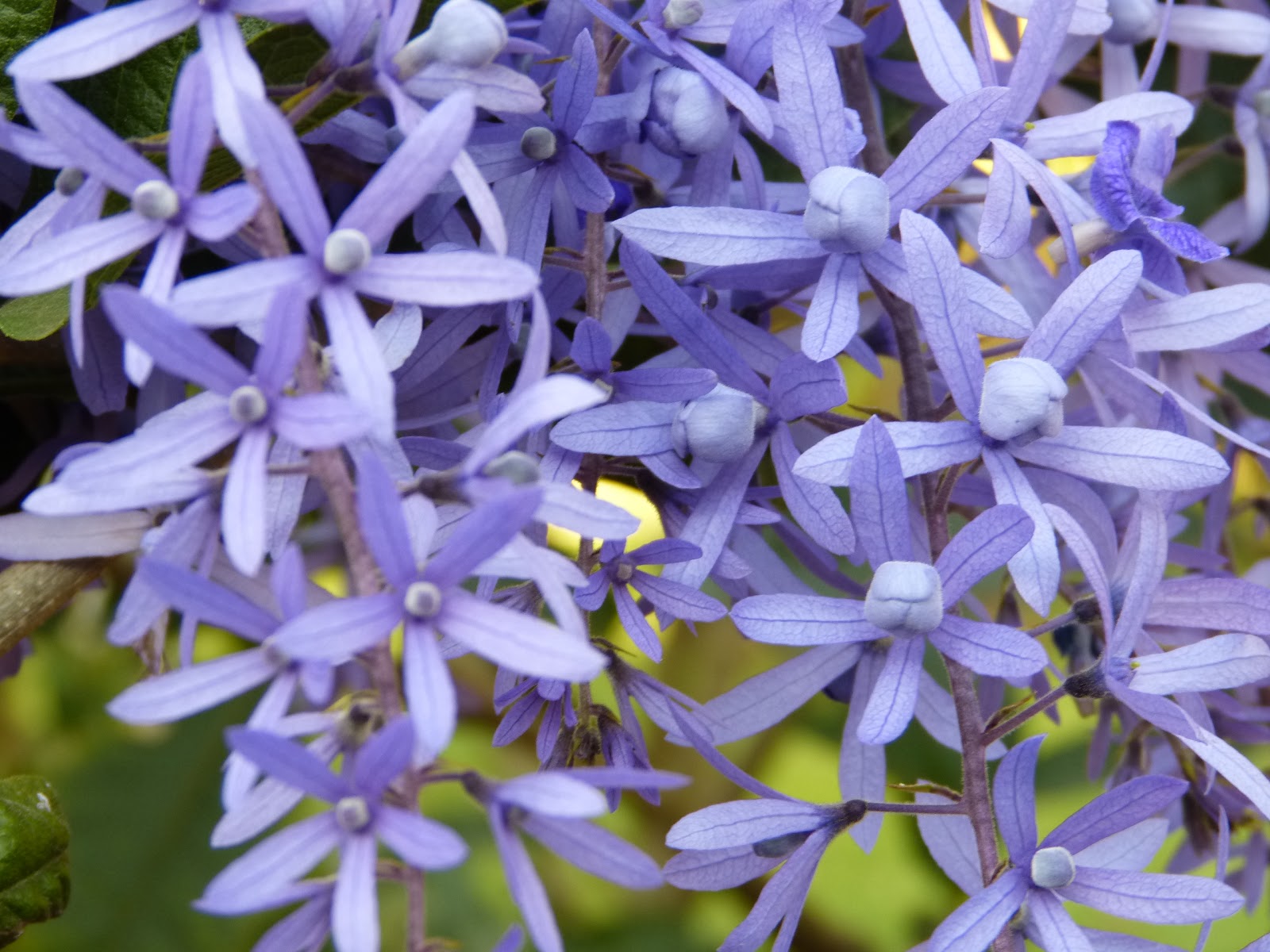 PLANTAS INCRÍVEIS: A PETRÉIA-GIGANTE (Petrea racemosa,Nees)