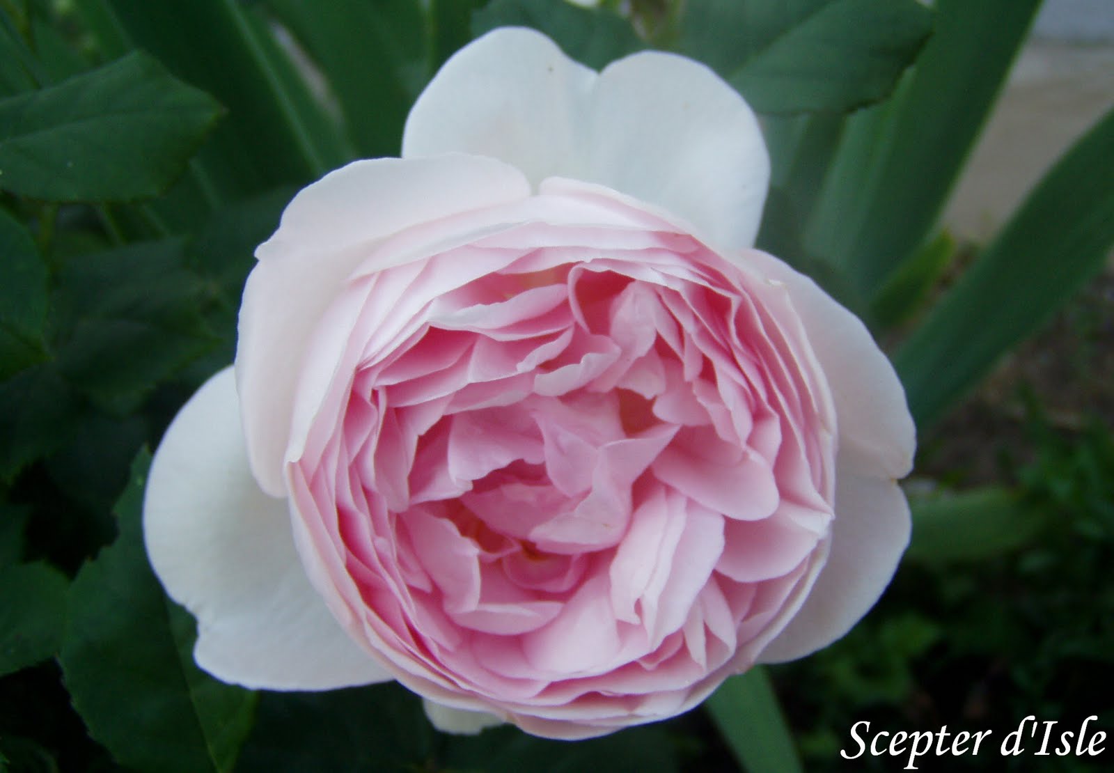 Eszterkertje: SCEPTER D'ISLE ANGOL RÓZSA