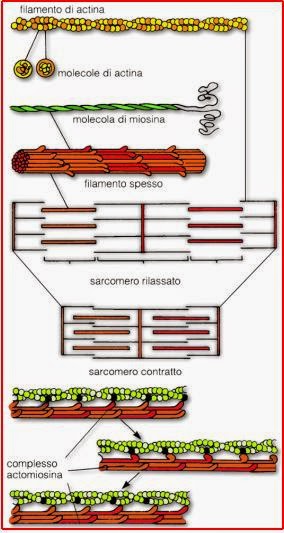 Appuntando chimica e biologia: Il sistema scheletrico e muscolare