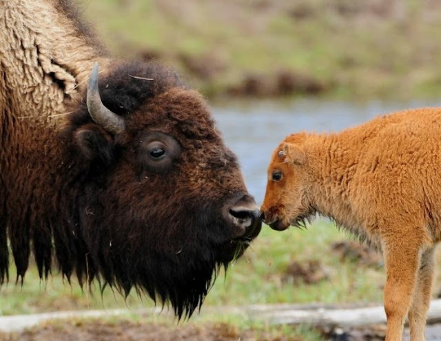 White Wolf : Bison Medicine: What Sacred Bison (Strong Giver Of Life ...