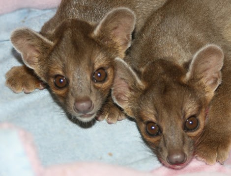 Fossa | Animal Wildlife
